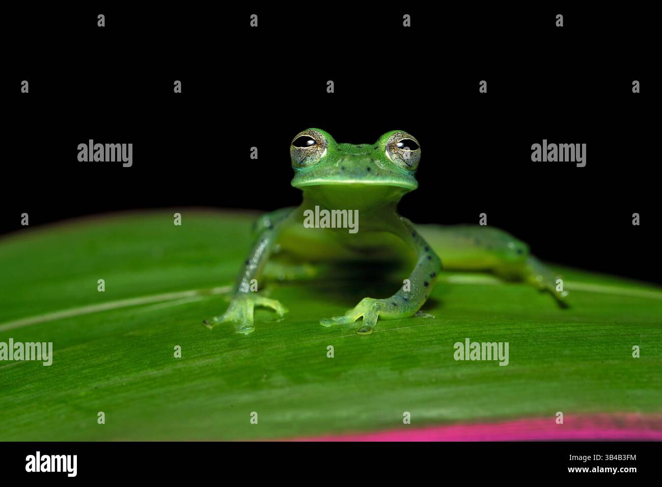 Centrolene prosoblepon is a species of frog in the family Centrolenidae ...