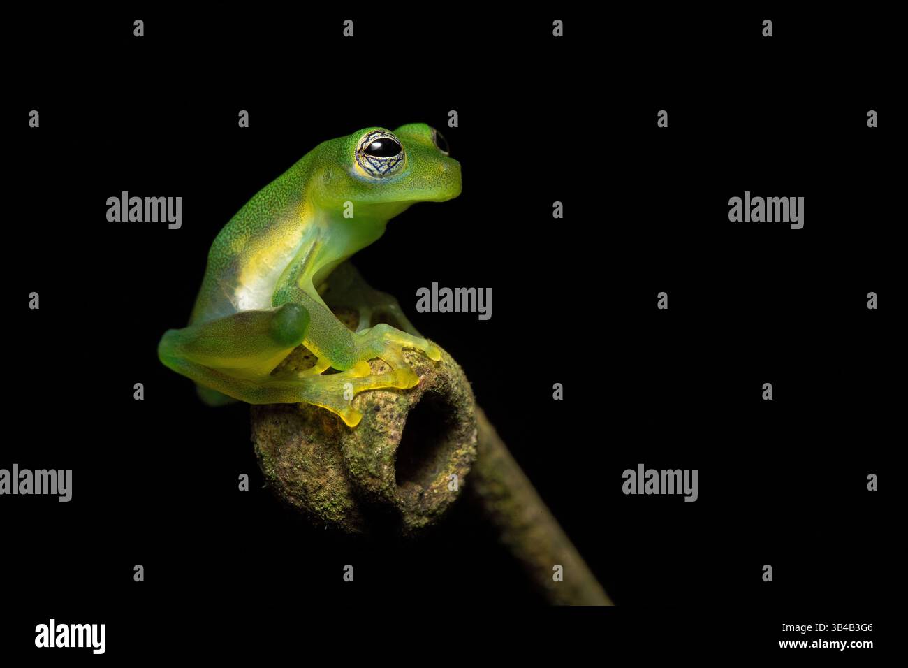 Centrolene prosoblepon is a species of frog in the family Centrolenidae ...