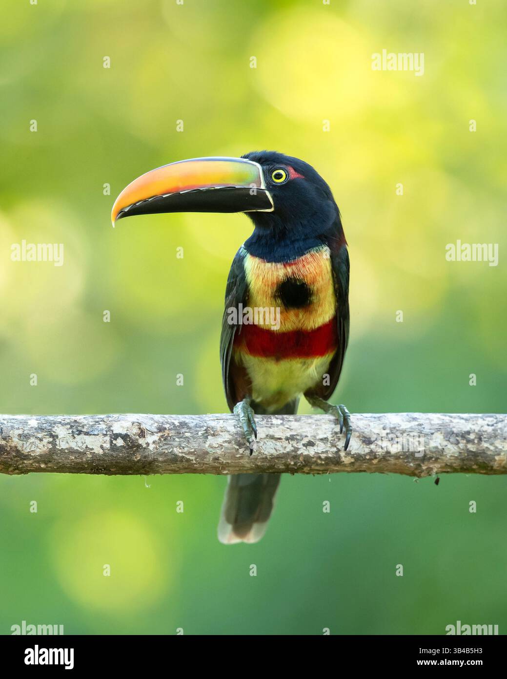 Touucans hi-res stock photography and images - Alamy