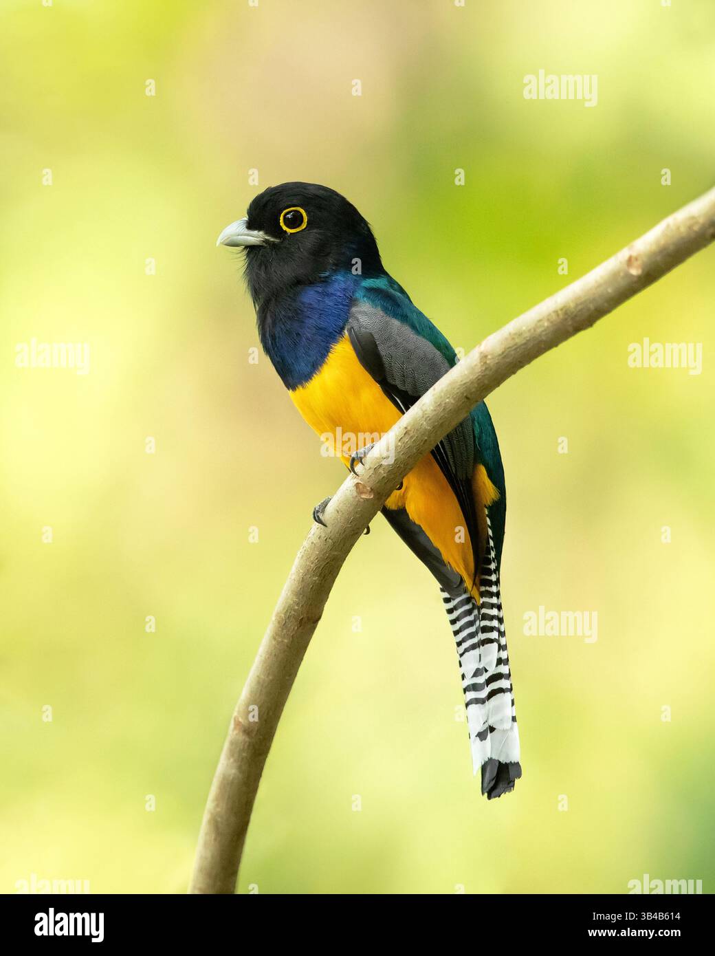 The gartered trogon (Trogon caligatus), also known as the northern ...