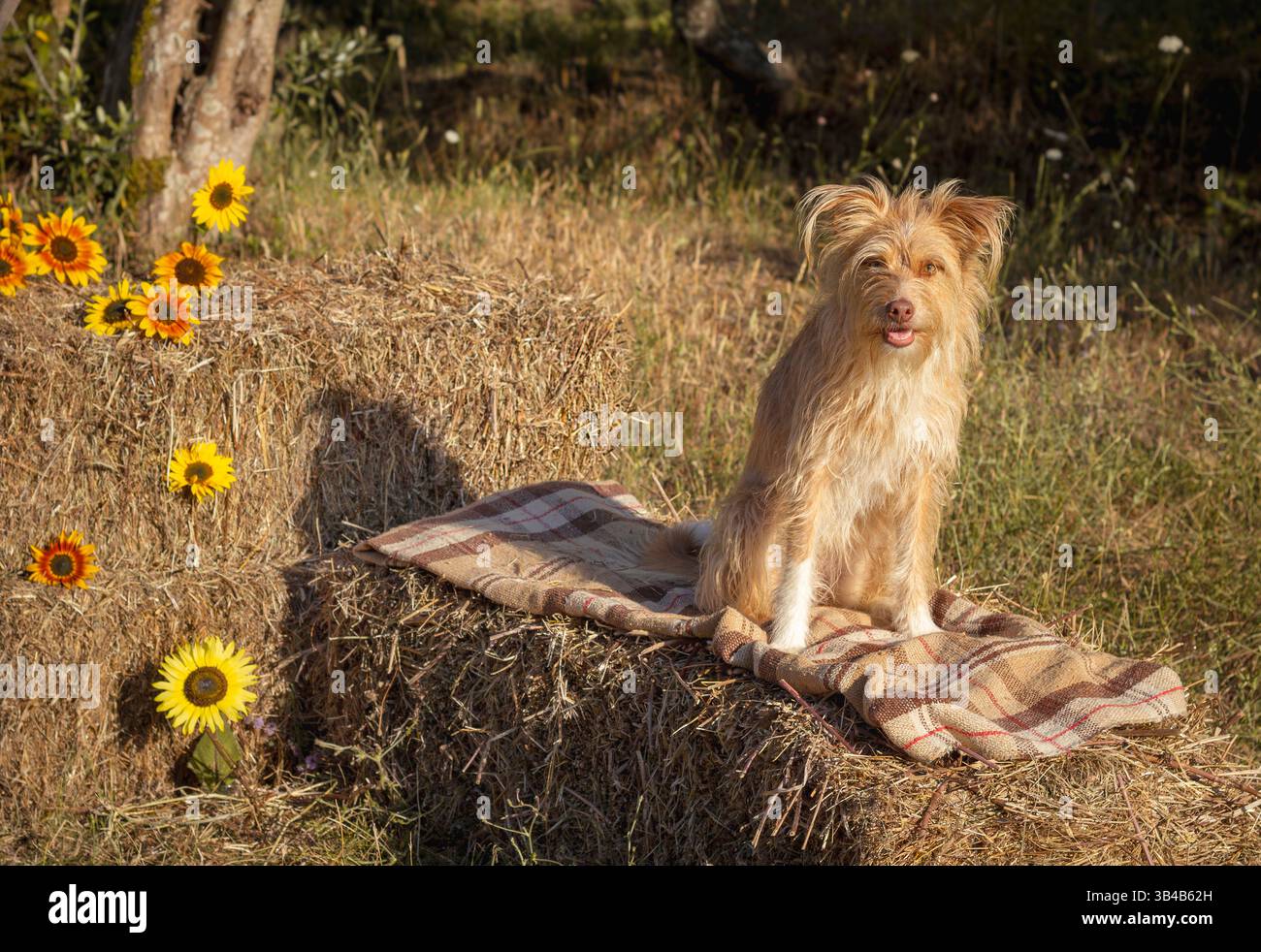 Rustic farm sunflowers hi-res stock photography and images - Alamy
