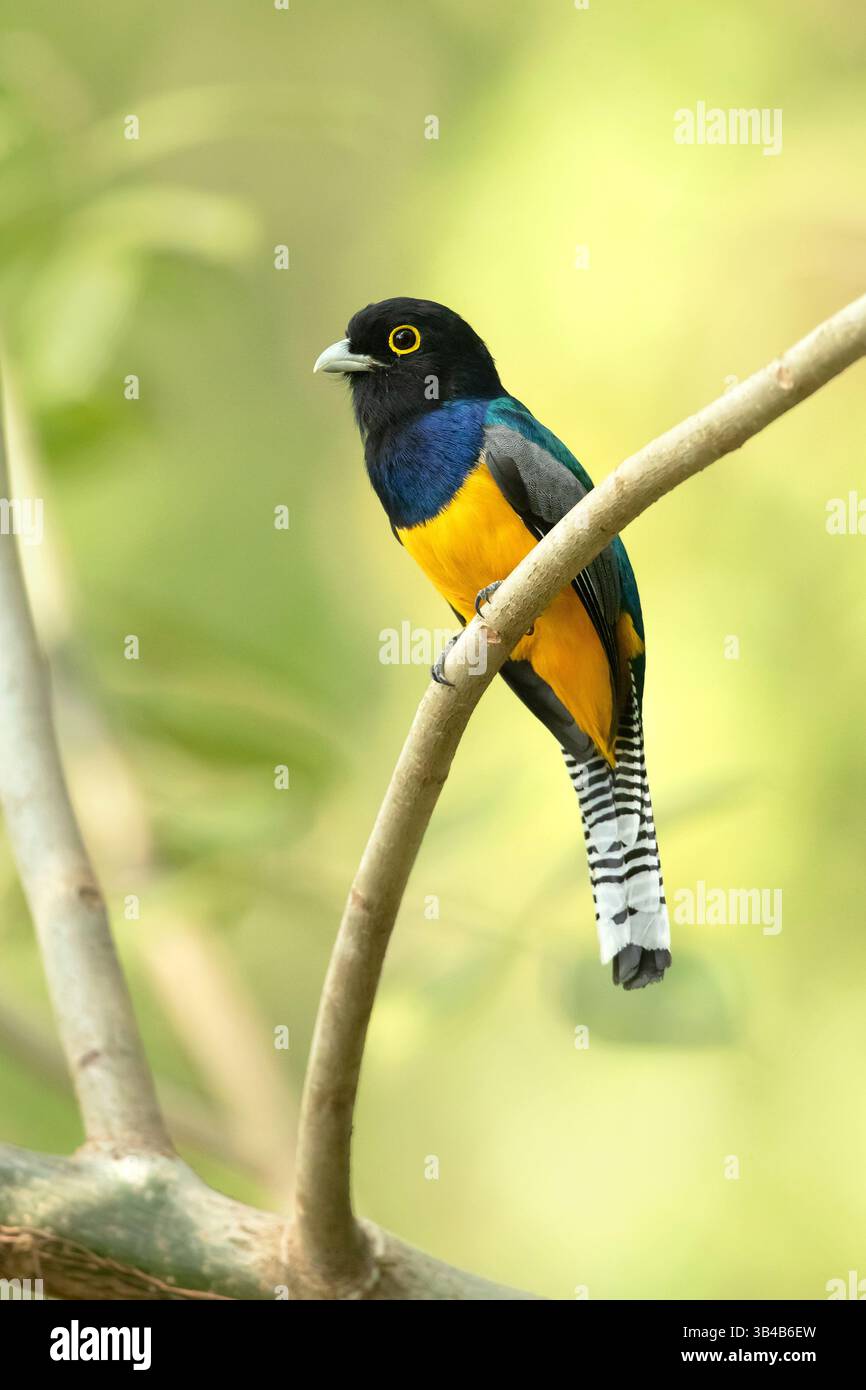 The gartered trogon (Trogon caligatus), also known as the northern ...