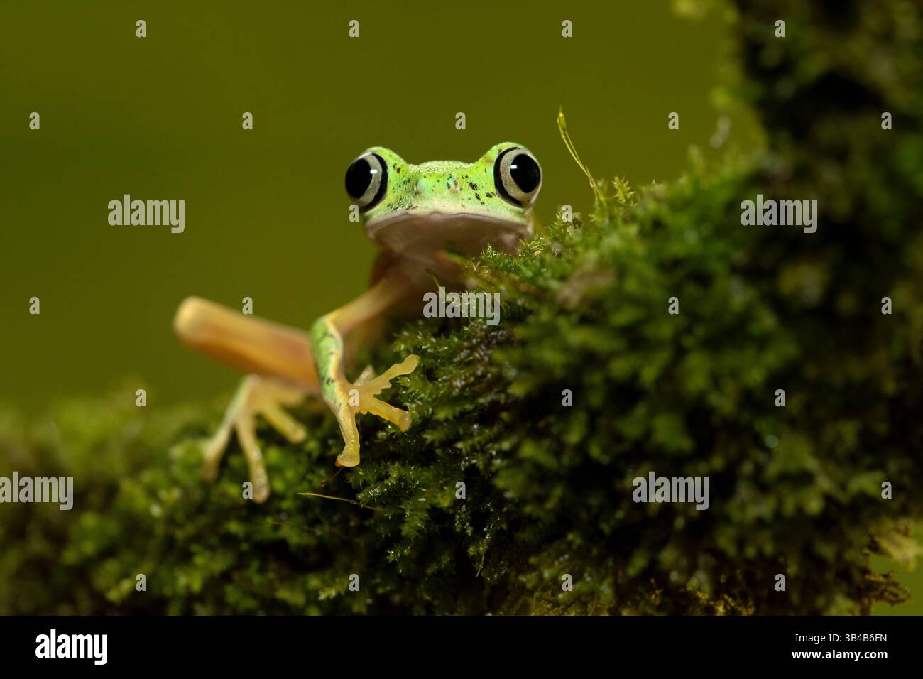 Agalychnis lemur, the lemur leaf frog or lemur frog. It is classed as ...