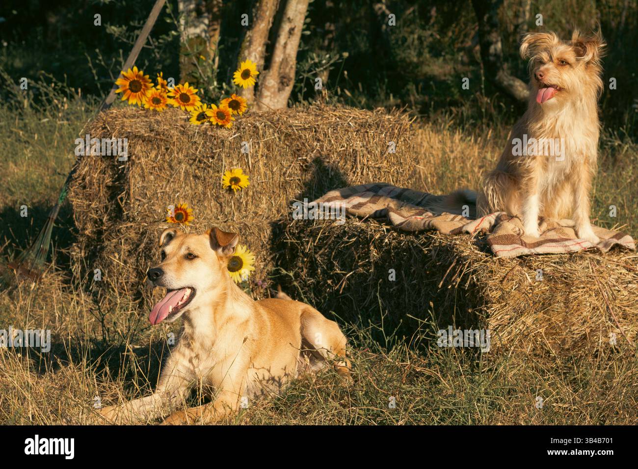 Golden hay bales on sunny hi-res stock photography and images - Alamy