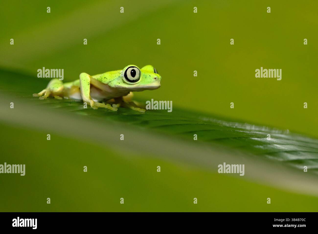 Agalychnis lemur, the lemur leaf frog or lemur frog. It is classed as ...