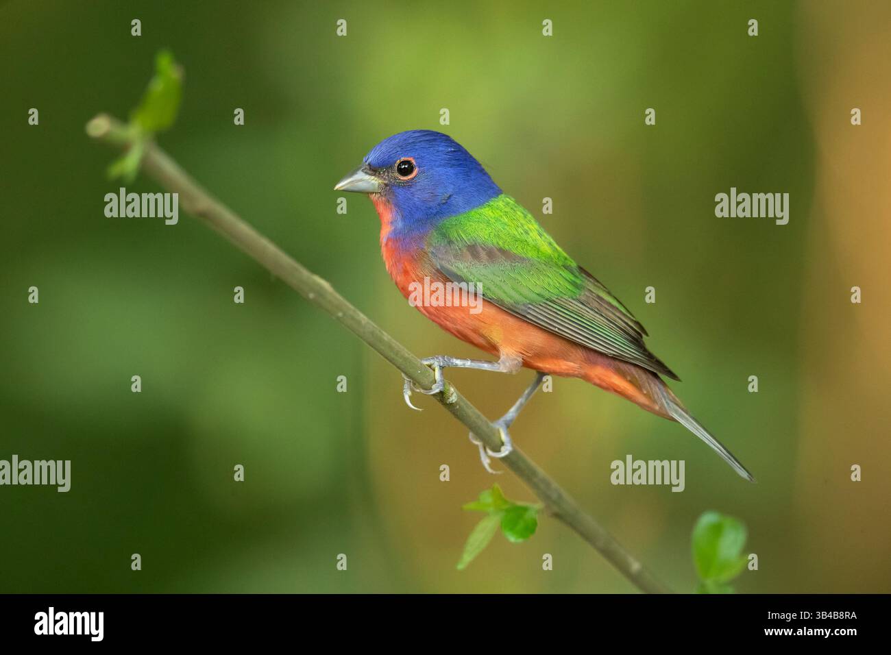 The painted bunting (Passerina ciris) is a species of bird in the ...