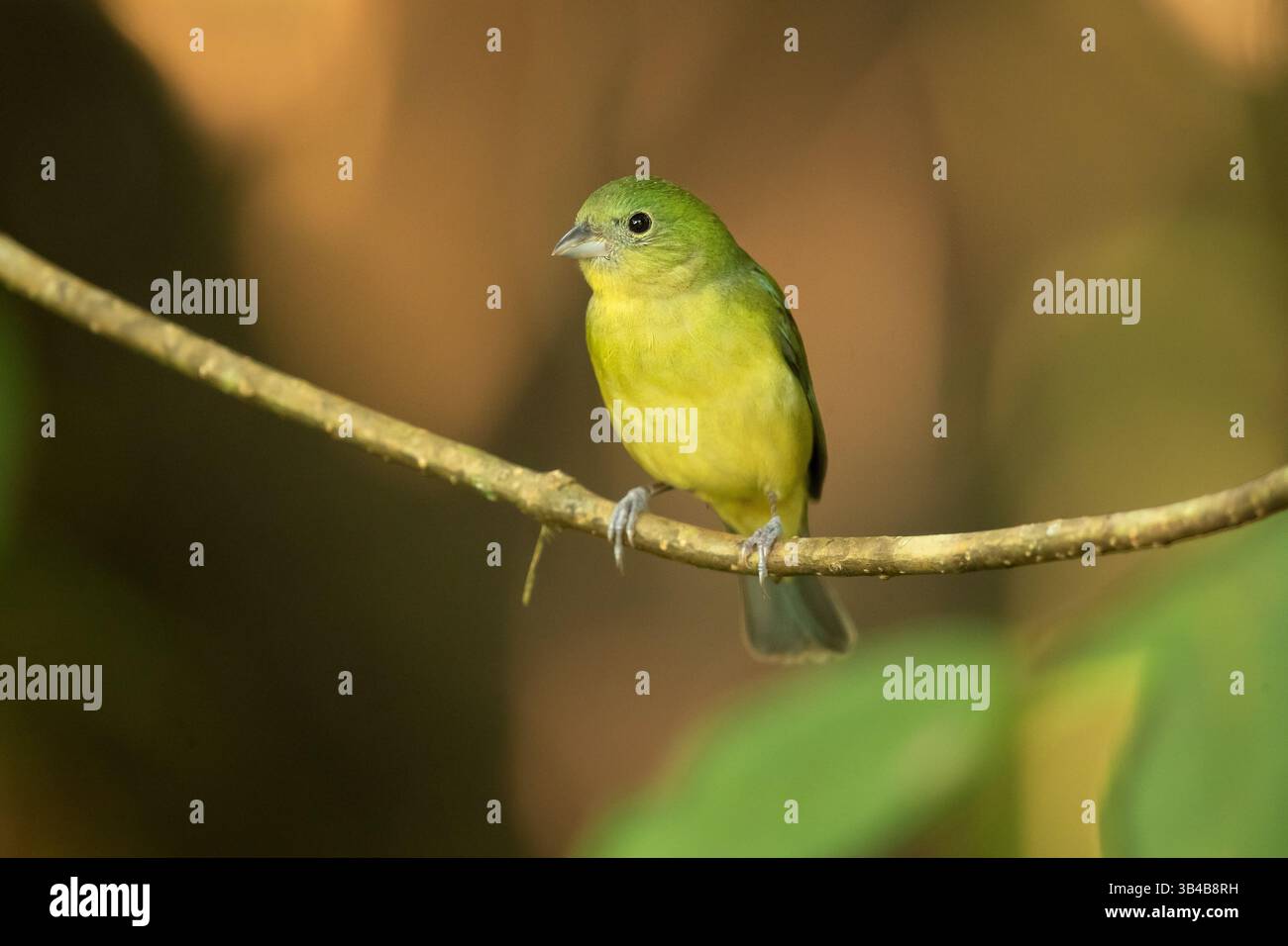 The painted bunting (Passerina ciris) is a species of bird in the ...