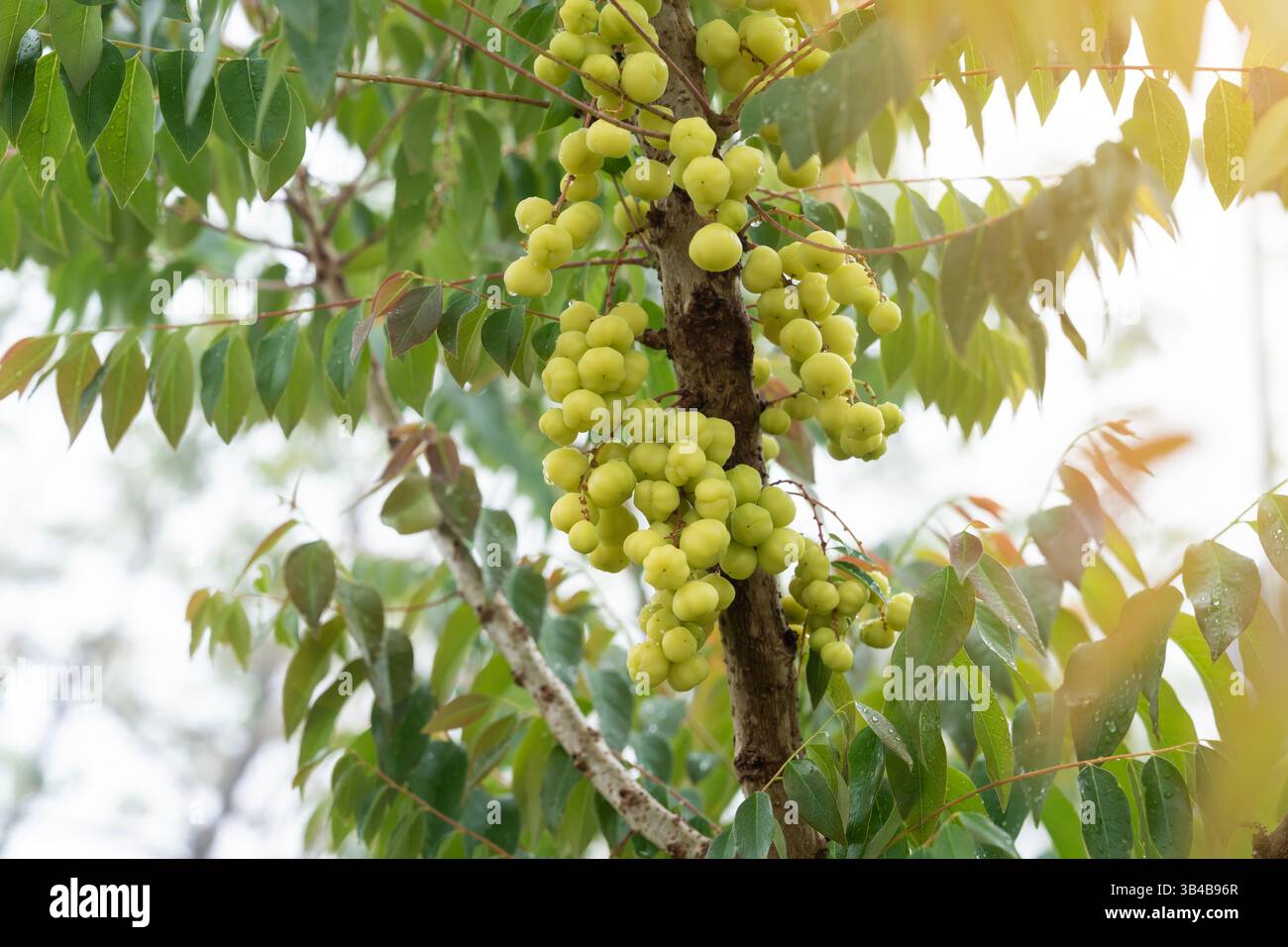 Star gooseberry fruit on tree , with vitamins and sour taste Stock ...