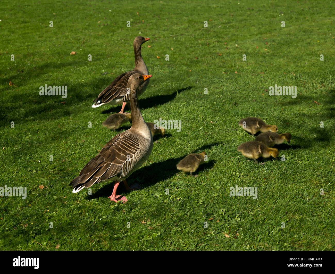 Ducks Standing on a Green Meadow Watching Over Their Ducklings ...