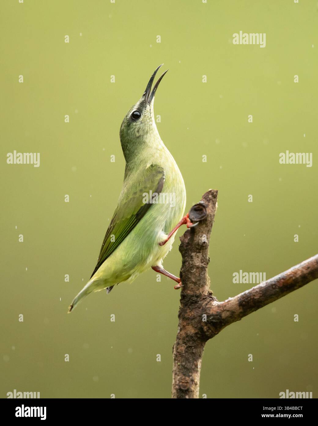 Red-legged honeycreeper (Cyanerpes cyaneus) is a small songbird species ...