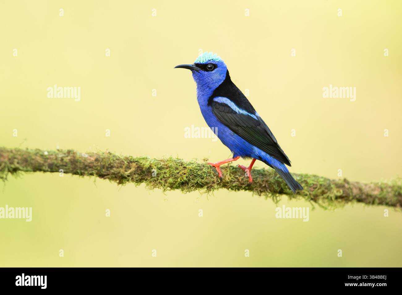 Red-legged honeycreeper (Cyanerpes cyaneus) is a small songbird species ...