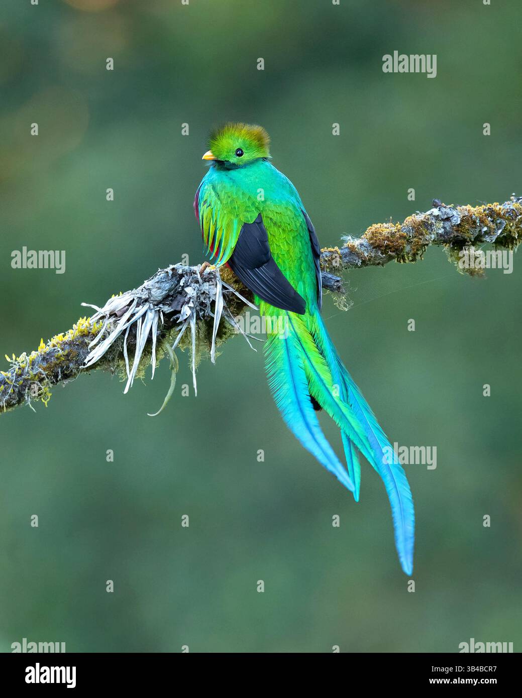 The resplendent quetzal (Pharomachrus mocinno) is a bird found in ...
