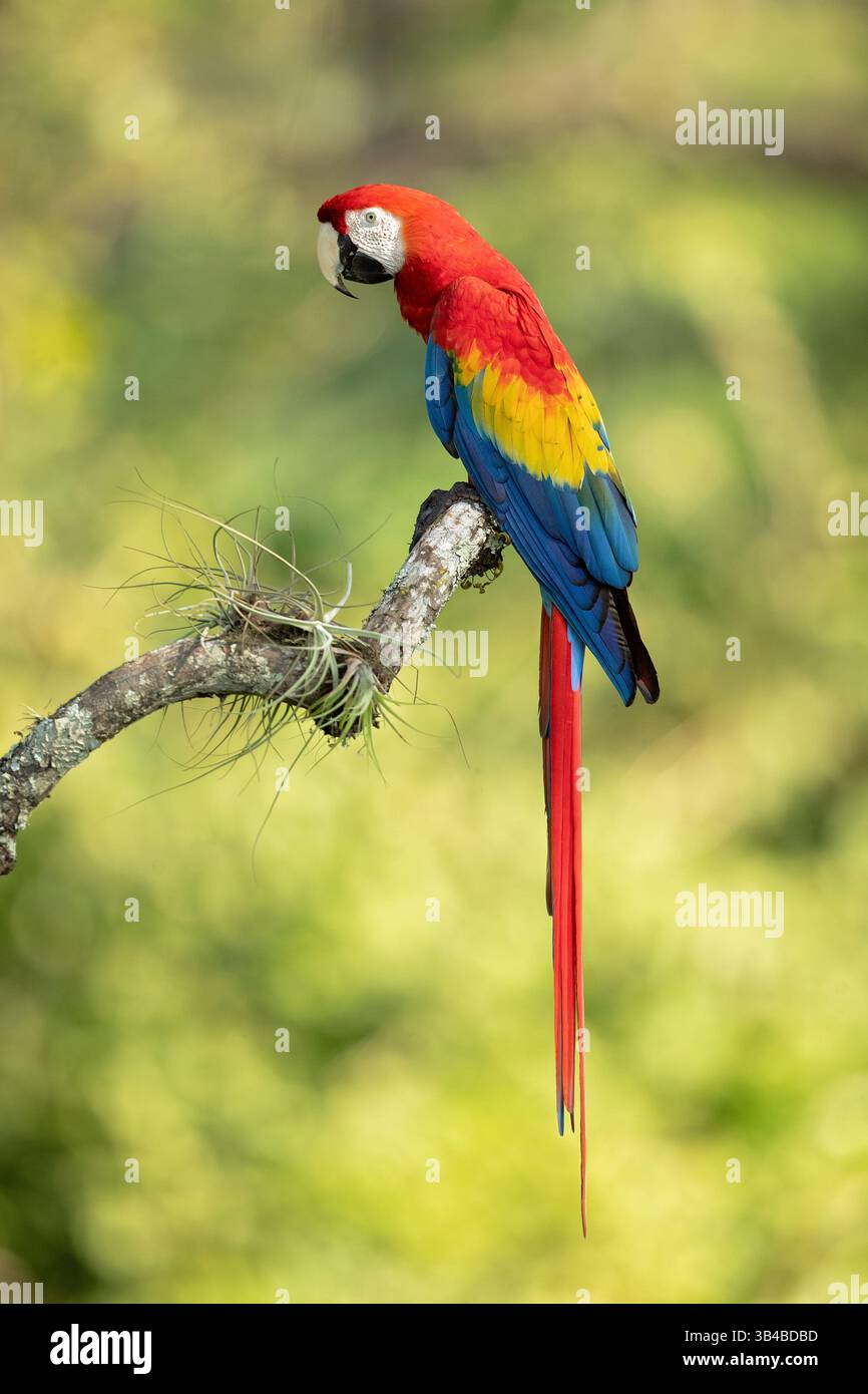 The scarlet macaw (Ara macao) also called the red-and-yellow macaw, red-and-blue macaw or red ...