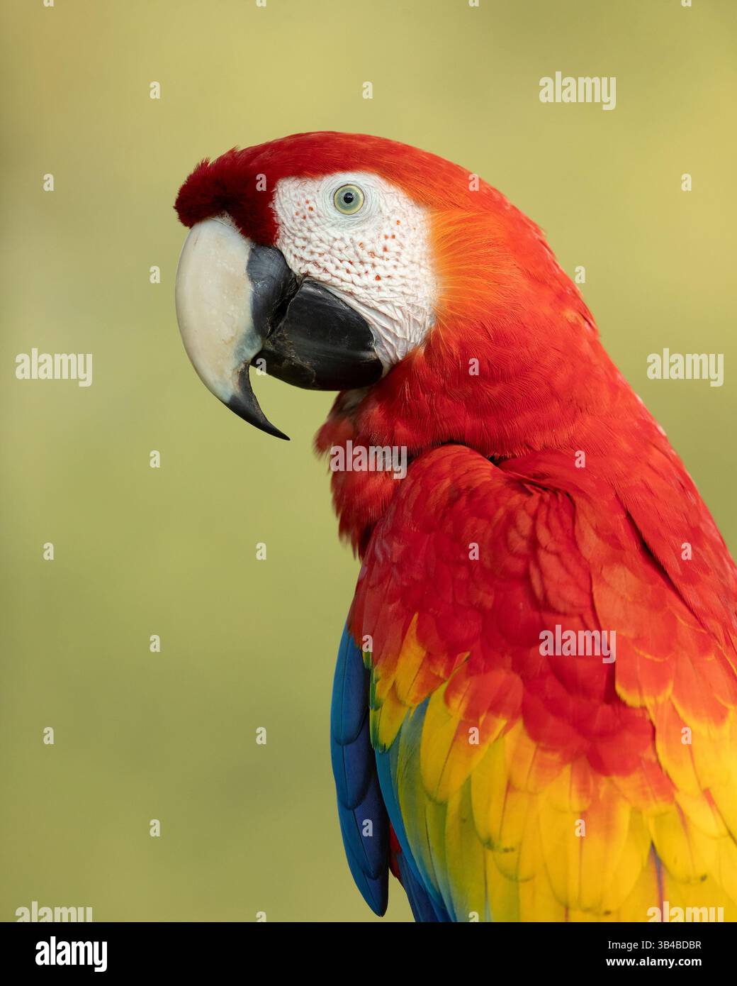 The scarlet macaw (Ara macao) also called the red-and-yellow macaw, red ...