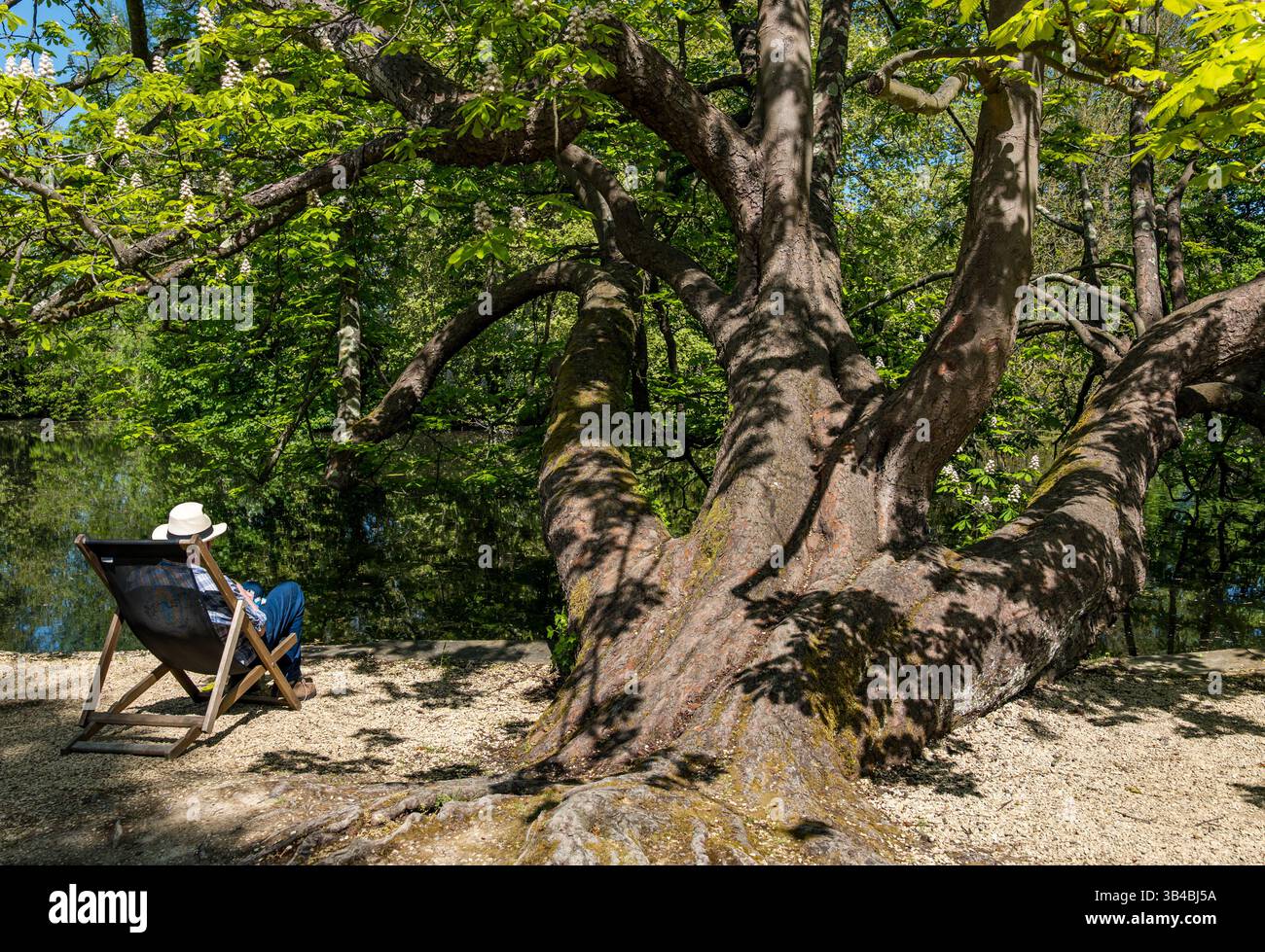 Horse chestnut tree uk 2025 hi-res stock photography and images - Alamy