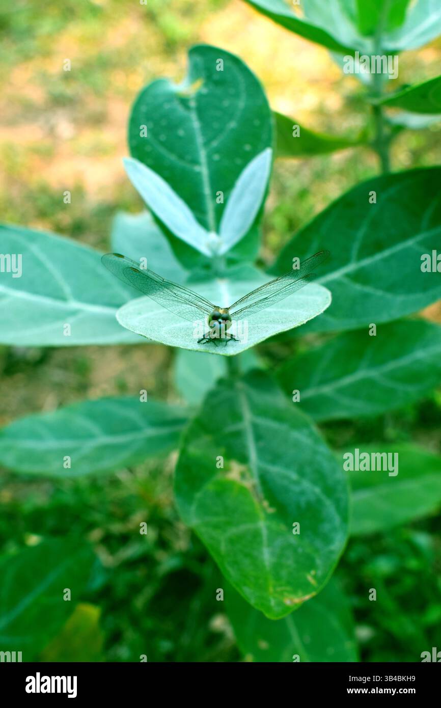 Australian ghost hopper mantis hi-res stock photography and images - Alamy