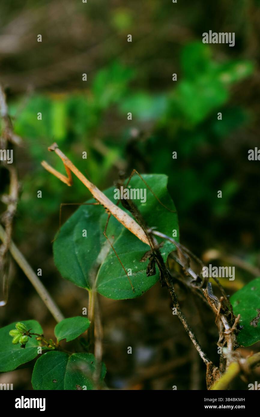 Australian ghost hopper mantis dragon fly Stock Photo - Alamy