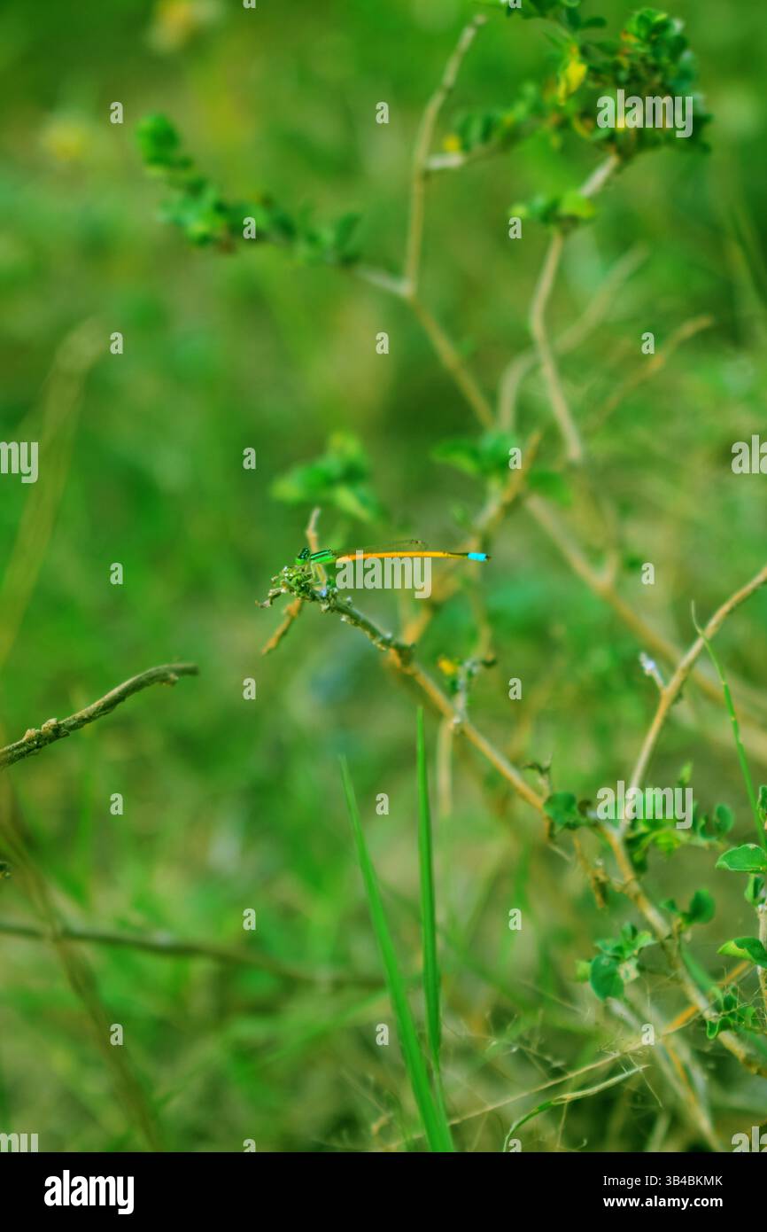 Australian ghost hopper mantis dragon fly Stock Photo - Alamy