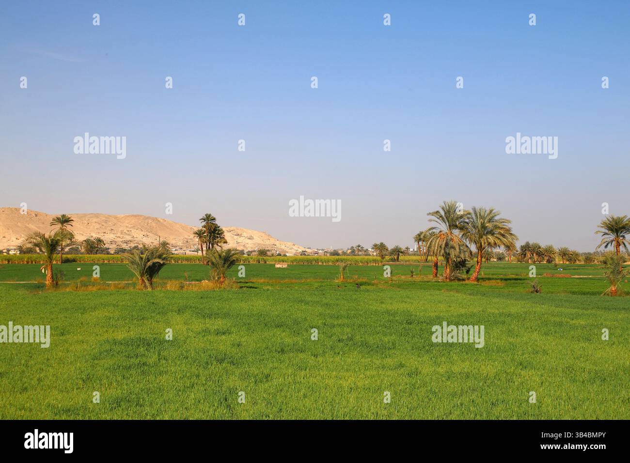 Green agricultural fields with palm trees along Nile Valley, Egypt ...