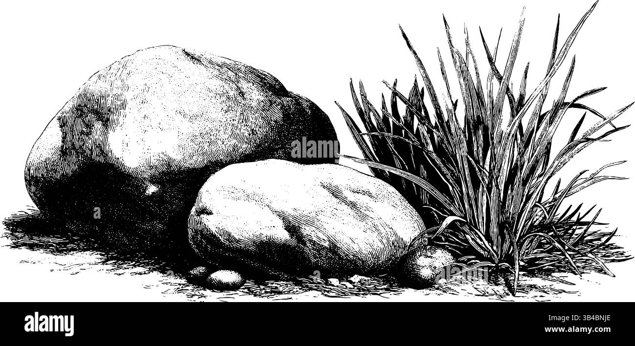 Engraved illustration of pebble stones and wood elements for nature ...