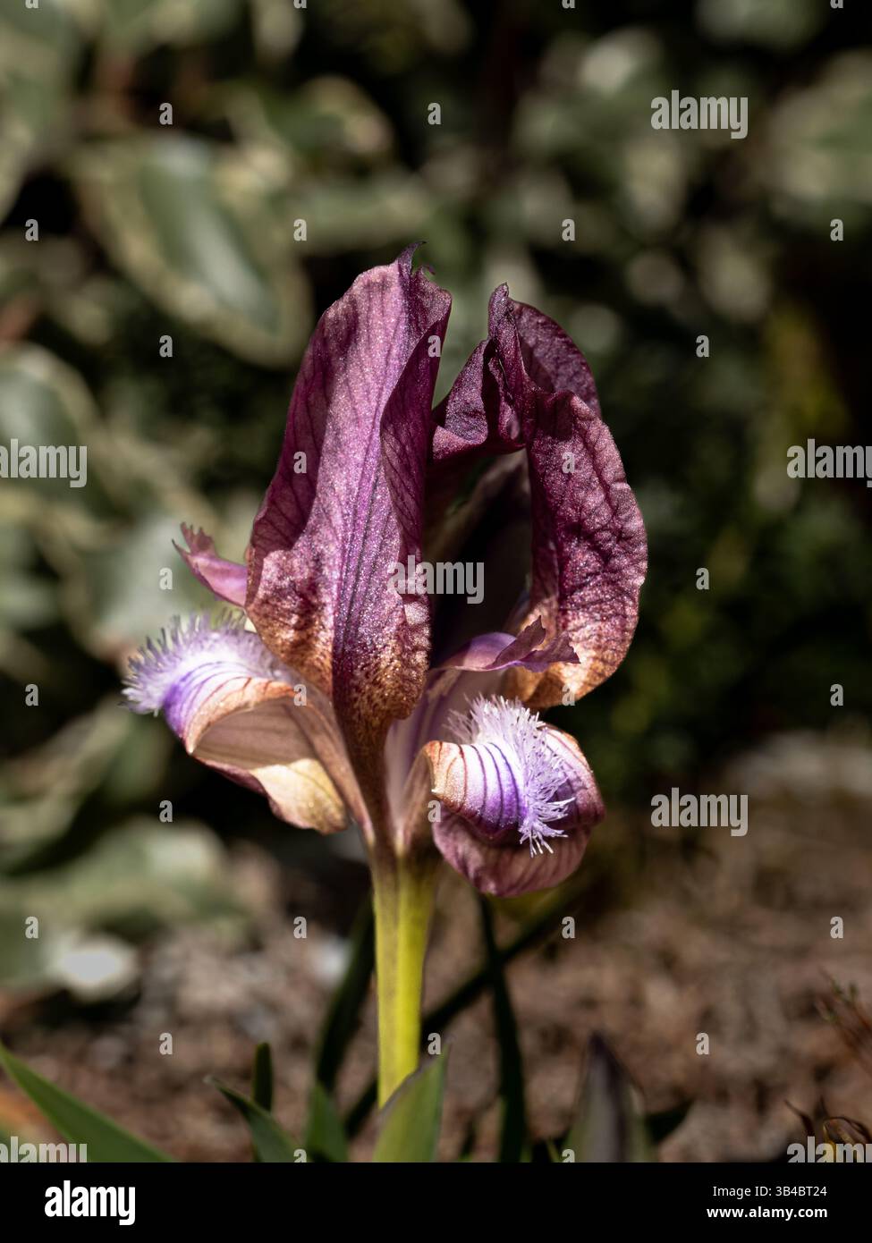 Sweet iris hi-res stock photography and images - Alamy