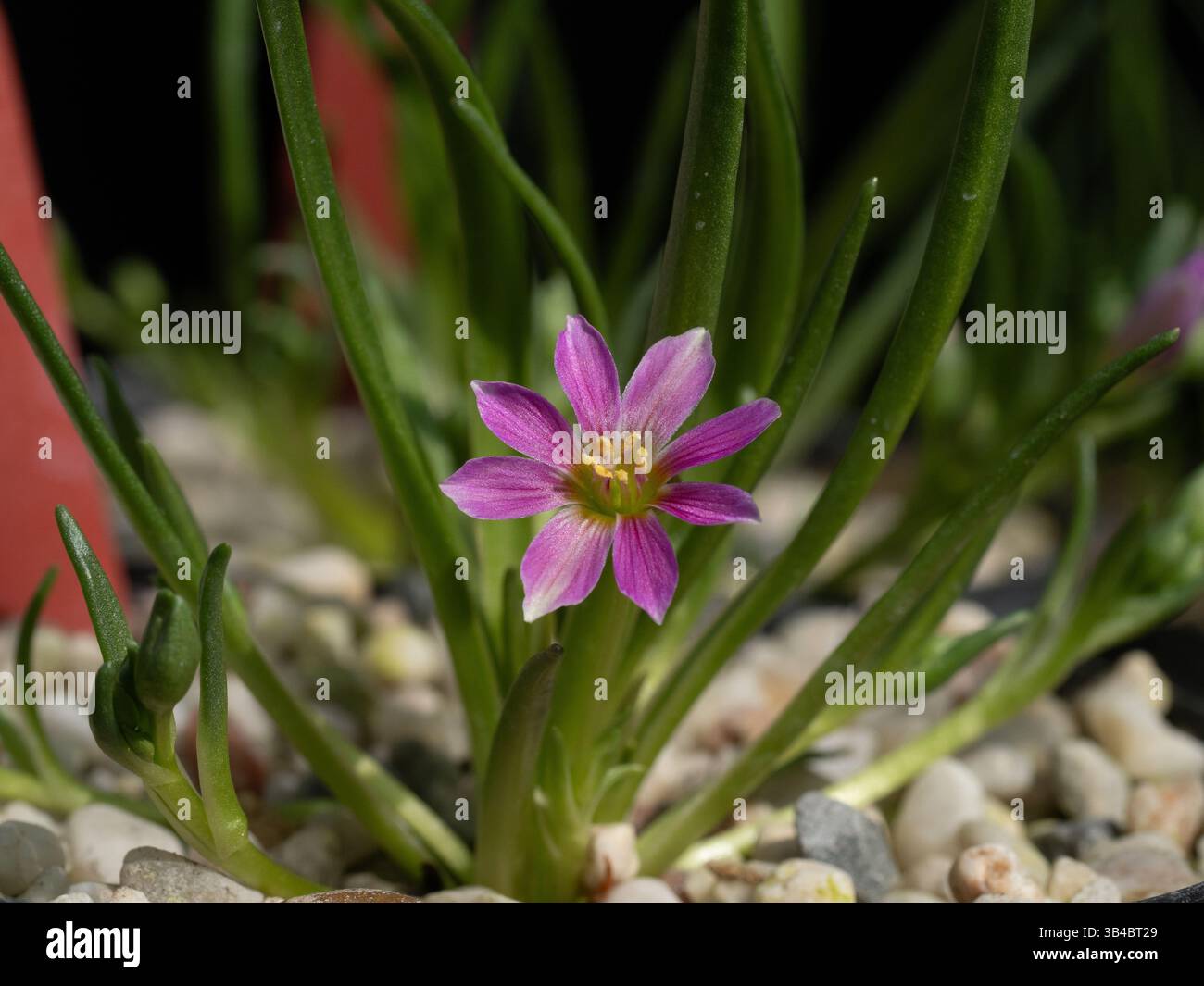 Fleshy species hi-res stock photography and images - Alamy