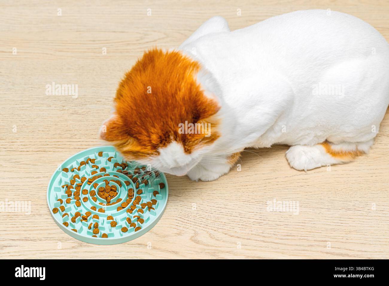 cat eating from slow feed bowl, close-up. slow feed bowl. eating ...