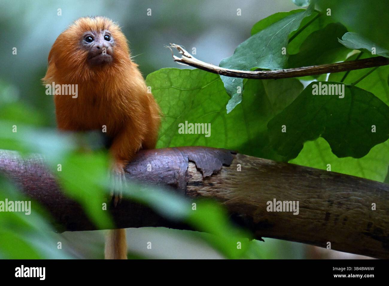 Cologne, Germany. 30th Apr, 2025. A golden lion tamarin cub sits on a ...
