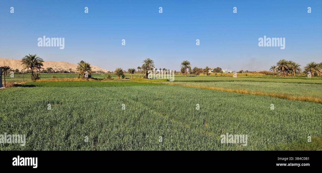 Lush green field with palm trees and a distant desert landscape under a ...