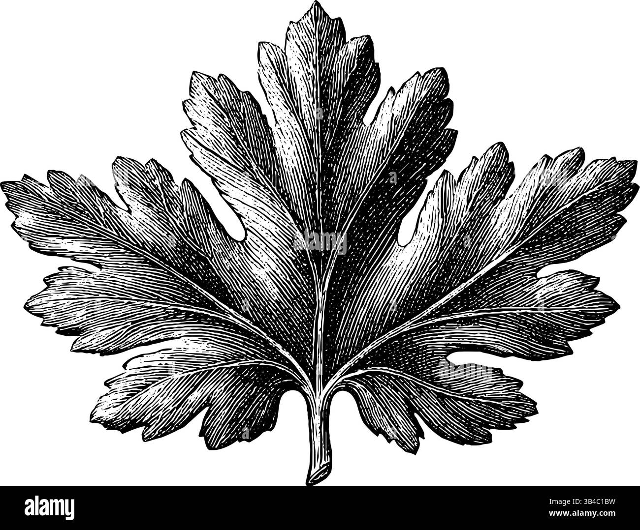 Intricate leafy designs Cut Out Stock Images & Pictures - Alamy
