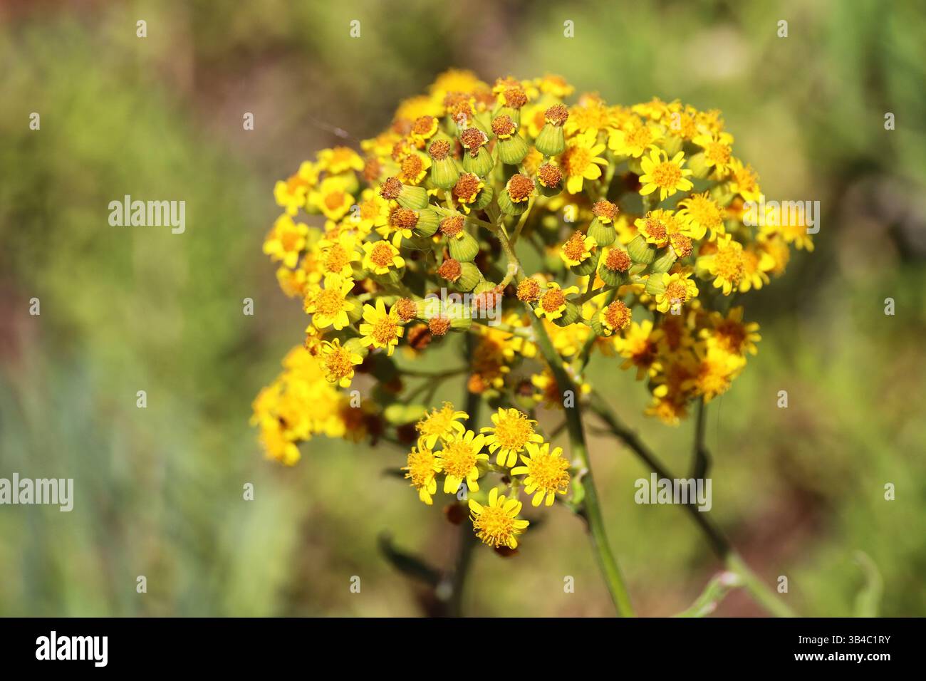 Invasive yellow wildflower hi-res stock photography and images - Alamy
