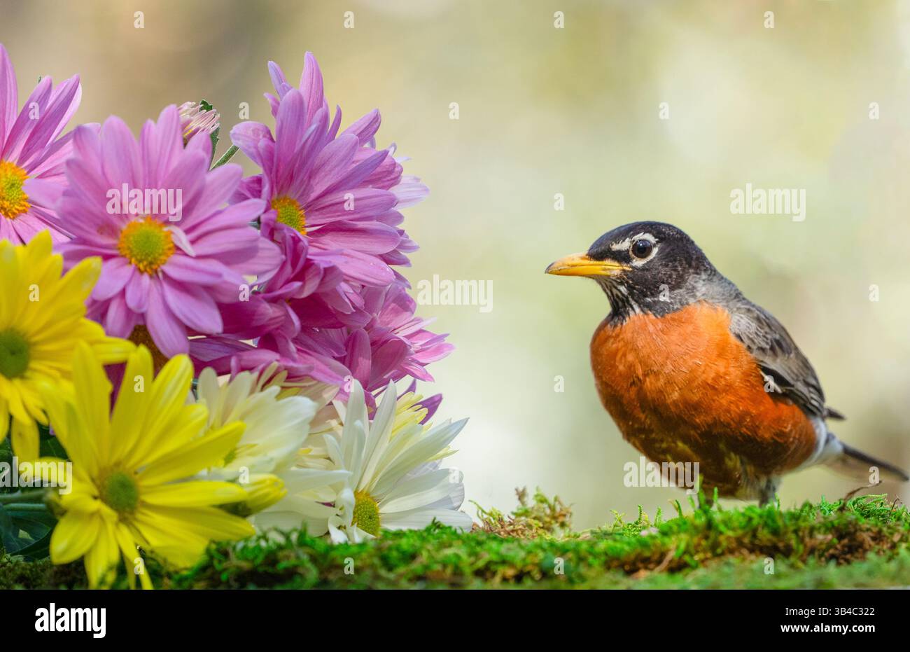 Color robin hi-res stock photography and images - Alamy