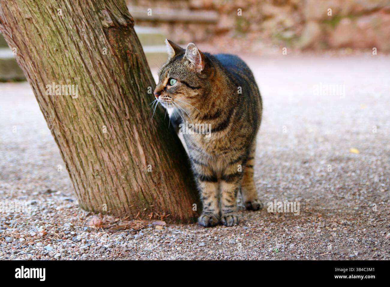 Model standing beside tree in hi-res stock photography and images - Alamy