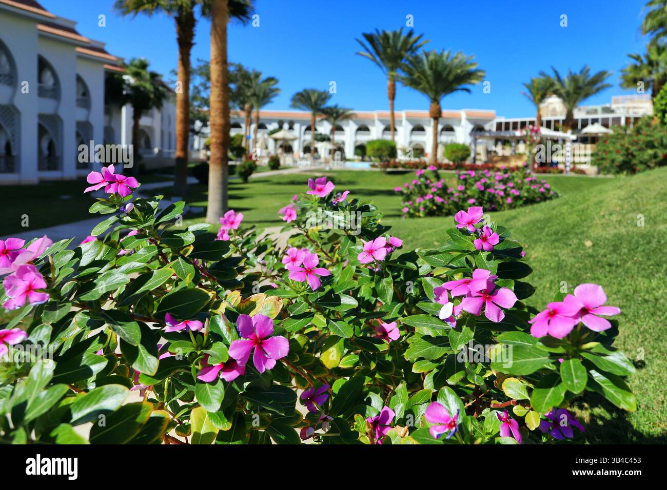 Vibrant pink periwinkle flowers in a lush green garden with palm trees ...