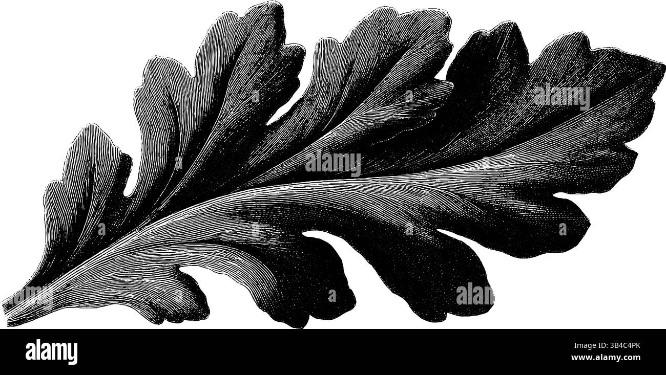 Engraved acanthus leaf illustration with bold black details for ...