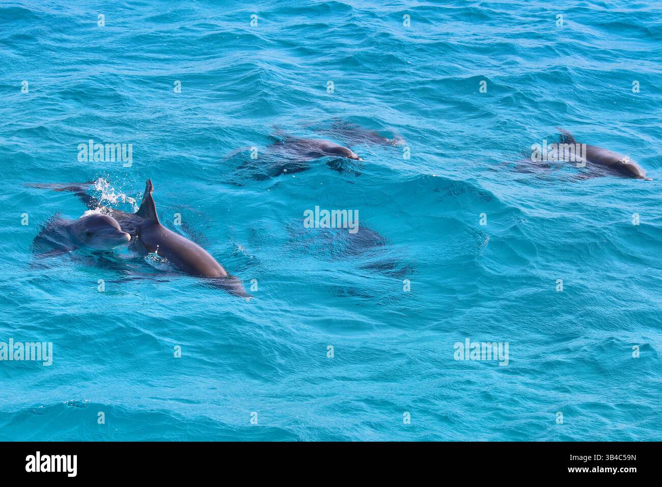 Pod of wild dolphins swimming in crystal-clear turquoise waters of the ...
