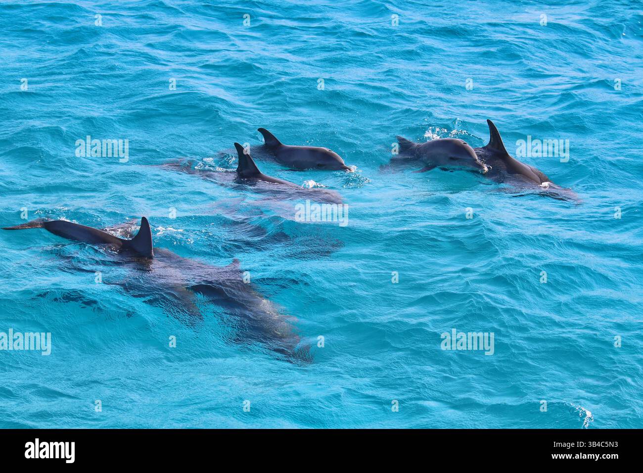 Pod of wild dolphins swimming in crystal-clear turquoise waters of the ...