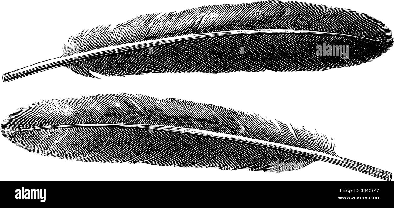 Vintage engraved feather illustration for historical document design ...