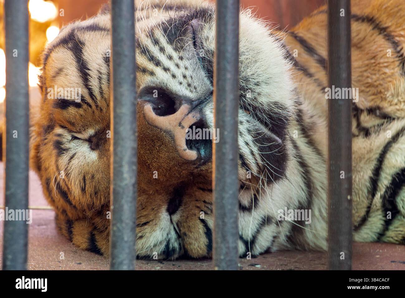 Portrait of a sleeping tiger behind bars Stock Photo - Alamy