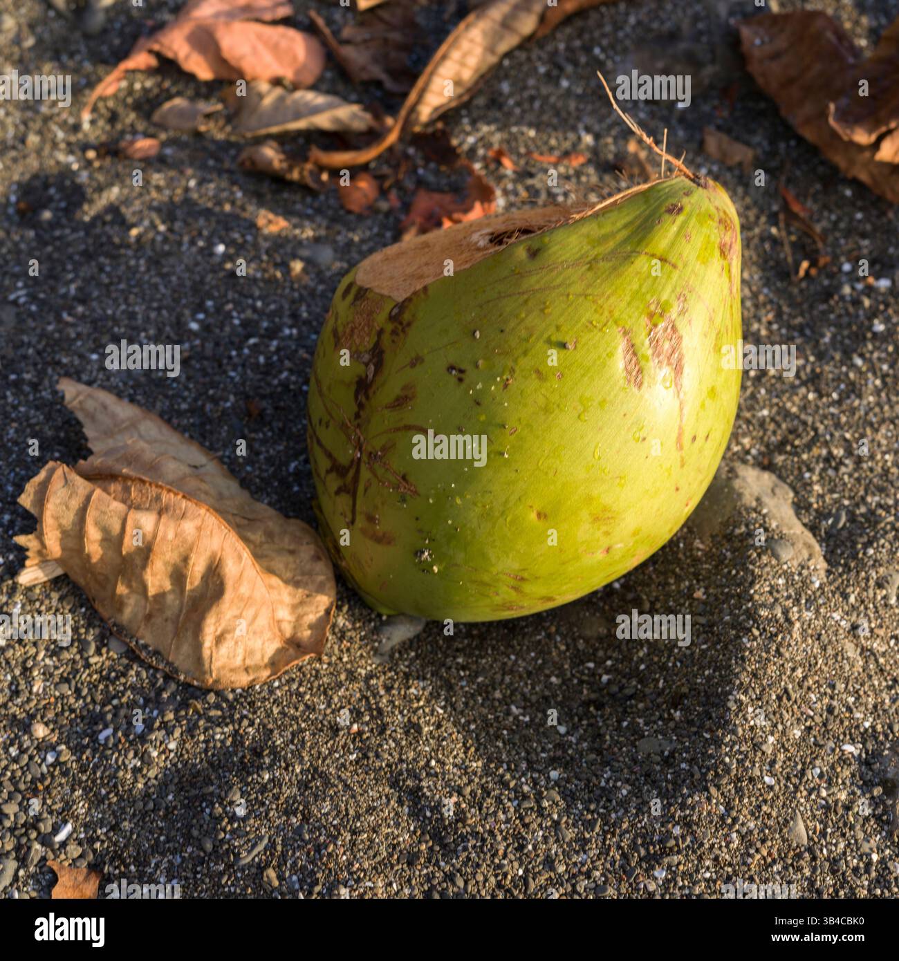 The fruit of a coconut tree, lying on the ground Soná District ...
