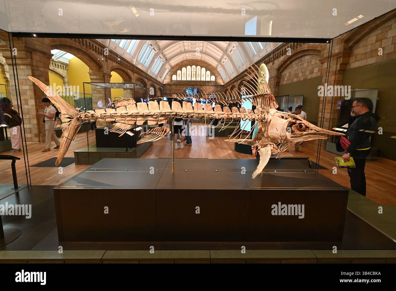 Skeleton of a Black Marlin Fish Stock Photo - Alamy