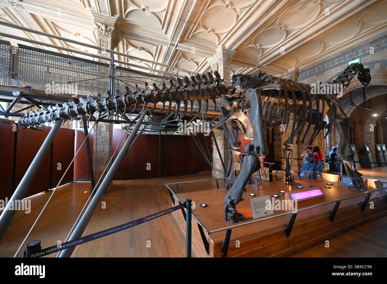 Camarasaurus at the Natural History museum in London Stock Photo - Alamy