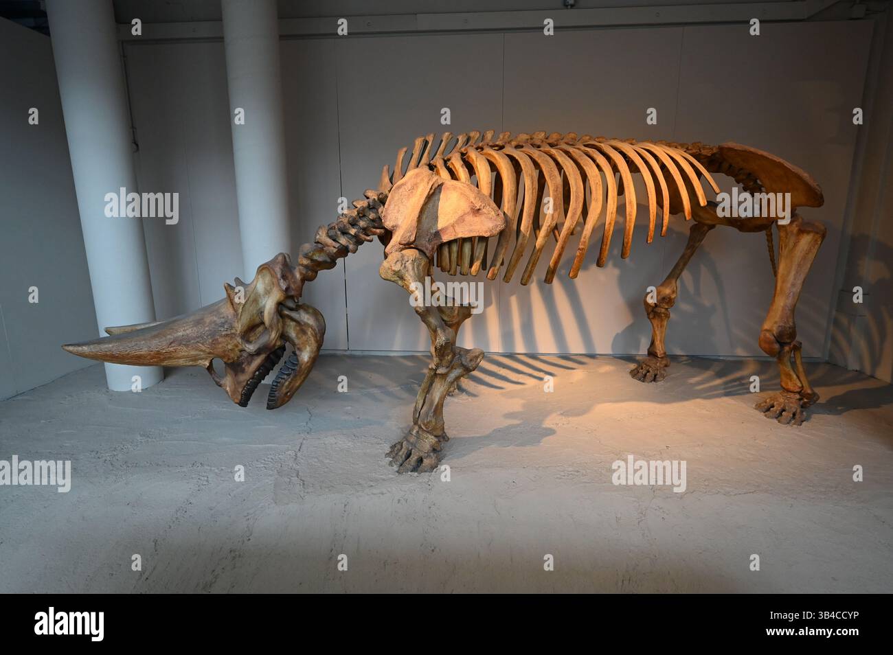 Arsinoitherium zetteli cast on display at the British Museum of Natural ...