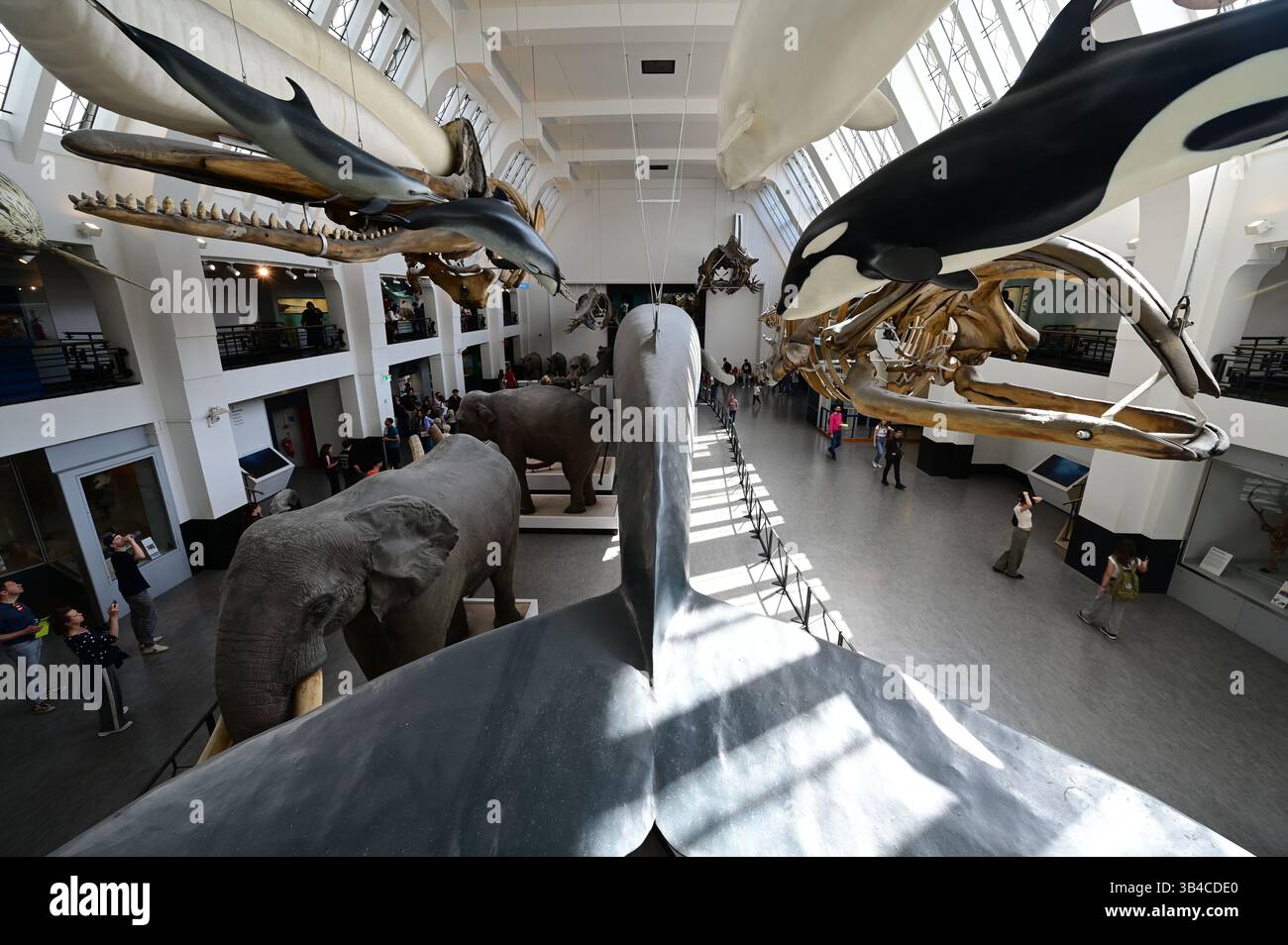 Whale and Elephant display at the Natural History Museum in Lonond ...