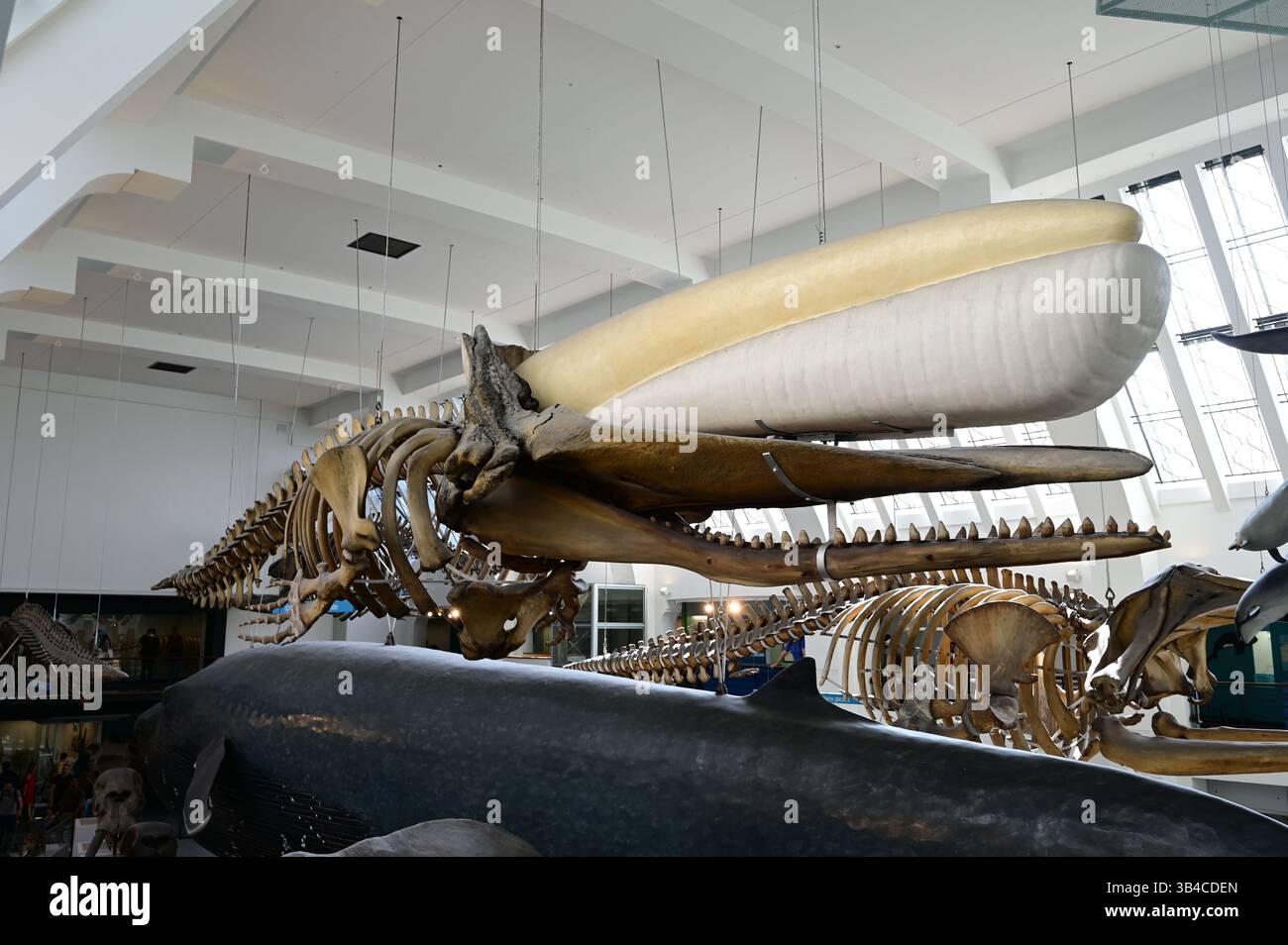 Sperm Whale Skeleton Stock Photo - Alamy