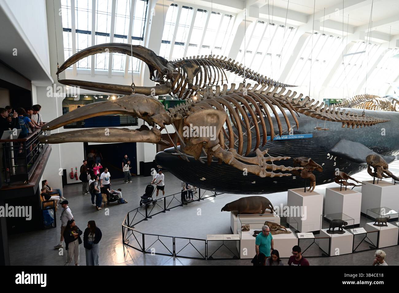 Gray Whale skeleton at the Natural History museum in London Stock Photo ...