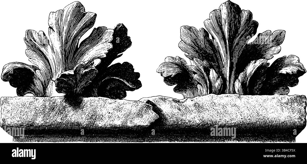 Engraved acanthus leaf design set for artistic and decorative use Stock ...
