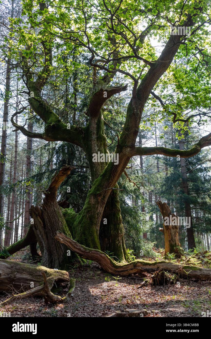 The Eagle Oak tree in the Knightwood Inclosure in the New Forest, Hampshire, England, UK Stock ...
