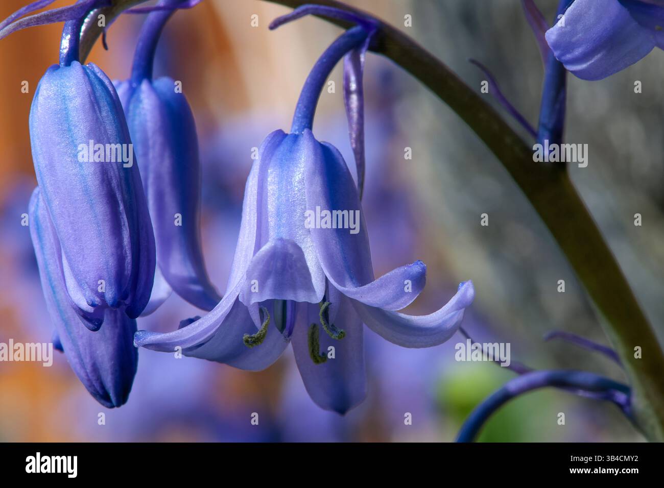 Bluebell flowers Spanish Hyacinthoides hispanica, or hybrid with larger ...