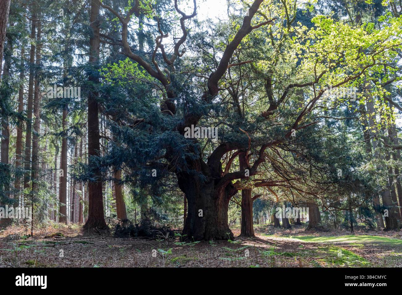 The Eagle Oak tree in the Knightwood Inclosure in the New Forest, Hampshire, England, UK Stock ...
